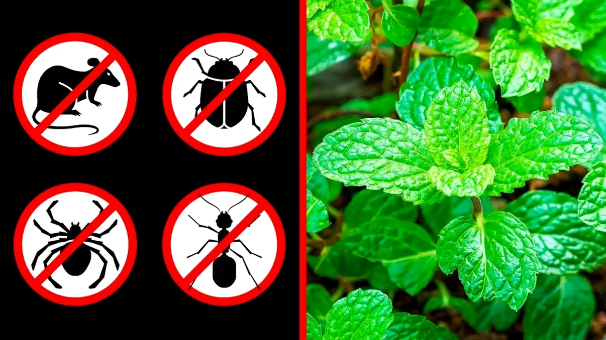 Plantele care te scapă de şoareci. Unde trebuie plantate, aşa îi ţii la ...