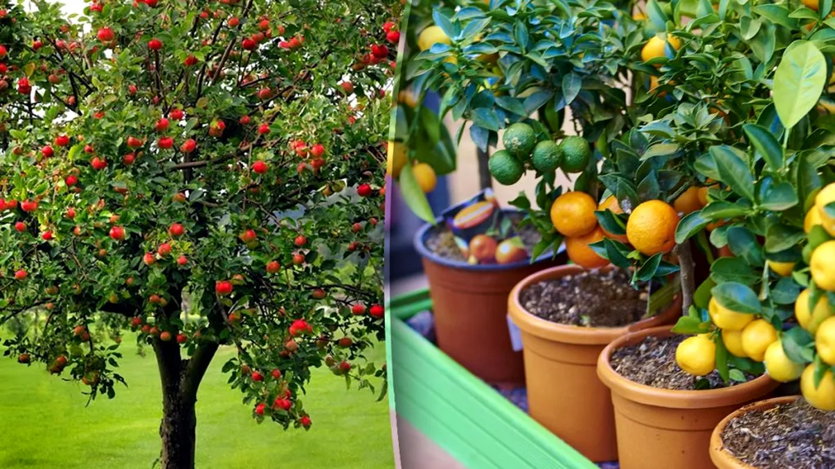 Când se altoiesc pomii toamna. Secretul pentru fructe delicioase ...