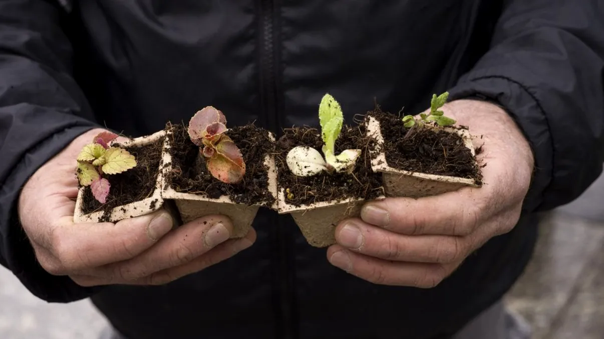 Legumele şi florile pe care trebuie să le plantezi în luna iunie în ...