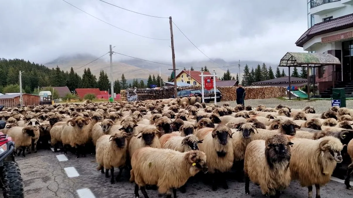 Ce este transhumanța: De ce există acest obicei vechi de mii de ani și ...