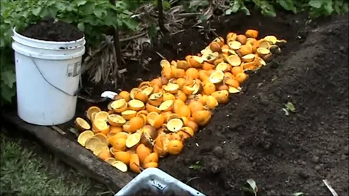 De ce să nu mai pui coji de portocale la rădăcinile plantelor ...