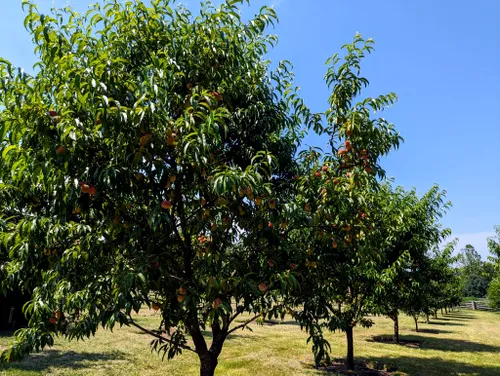 Ce să pui la rădăcina pomilor fructiferi la început de februarie. Aşa ...
